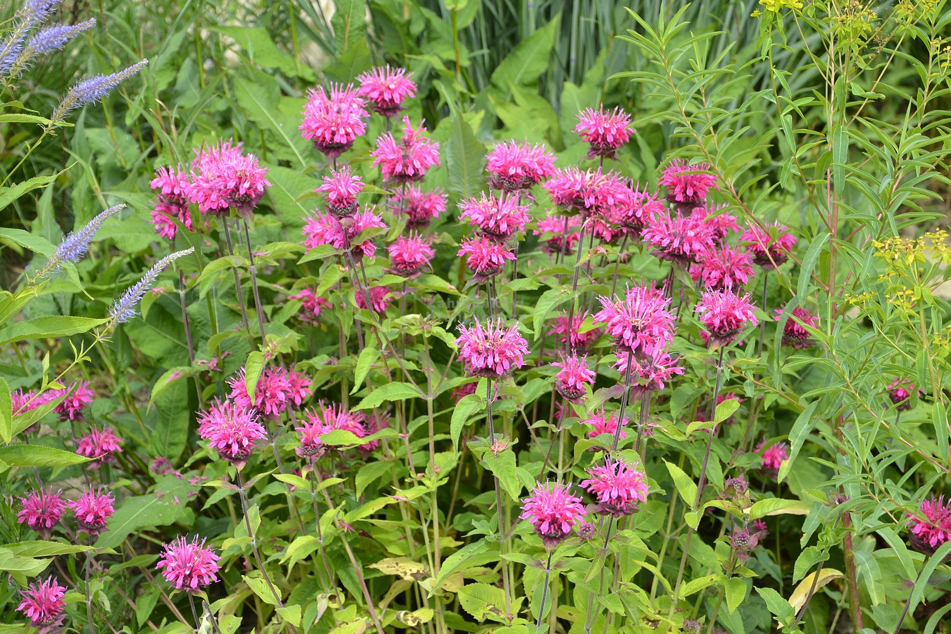Monarda " Pink Lace " ® - monarda, zavinutka Zahradnictví Krulichovi ...
