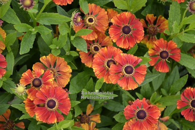 Helenium × hybridum " Flammendes Kätchen " - záplevák Zahradnictví ...