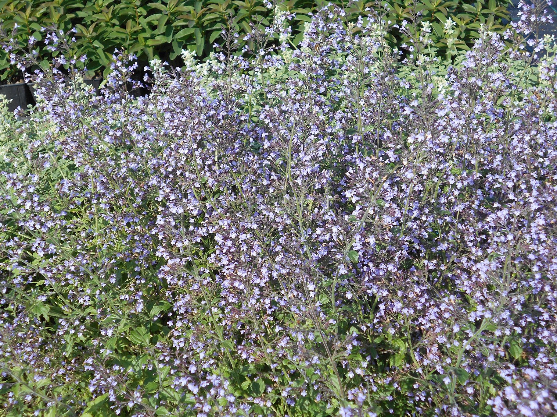 Calamintha nepeta " Blue Cloud " - marulka lékařská Zahradnictví ...