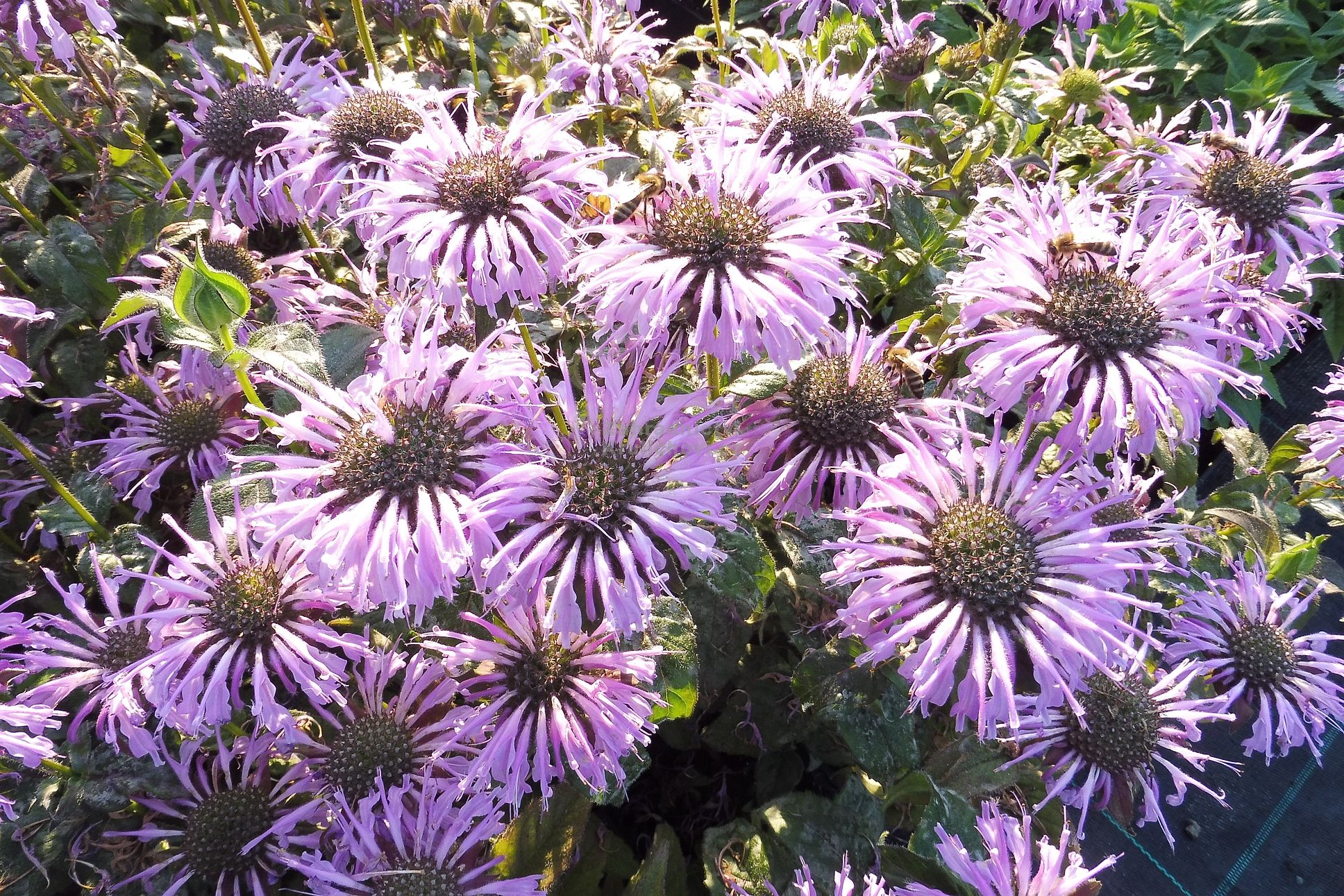 Monarda Sugar Buzz® " Blue Moon " - monarda, zavinutka Zahradnictví ...