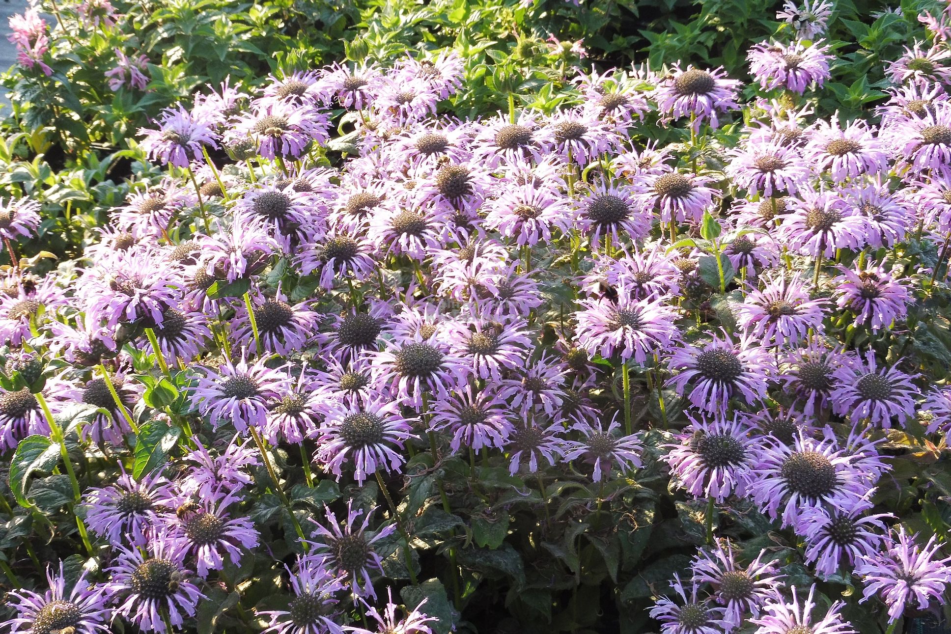Monarda Sugar Buzz® " Blue Moon " - monarda, zavinutka Zahradnictví ...