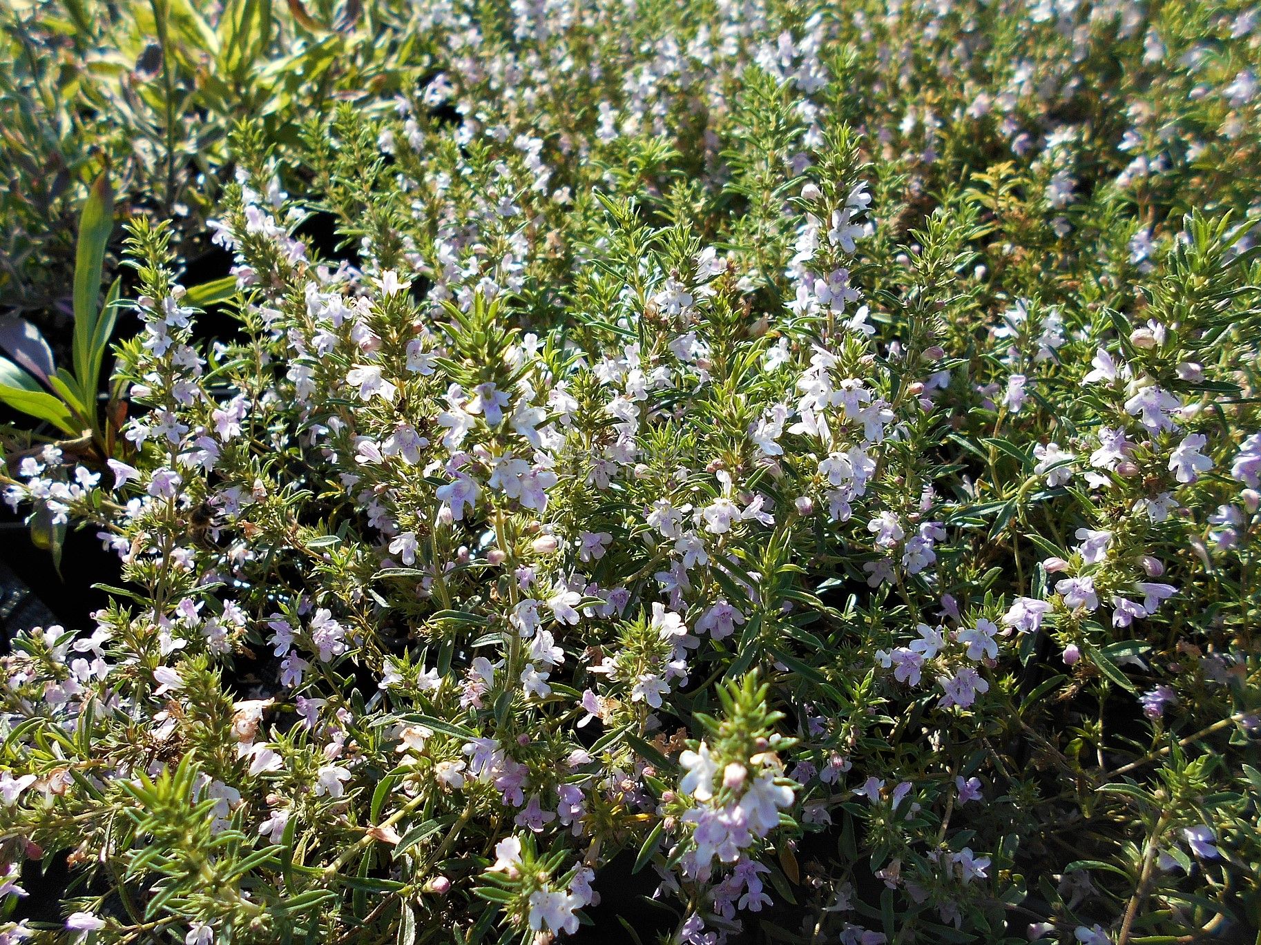 Satureja montana " Citriodora " - saturejka horská citronová ...