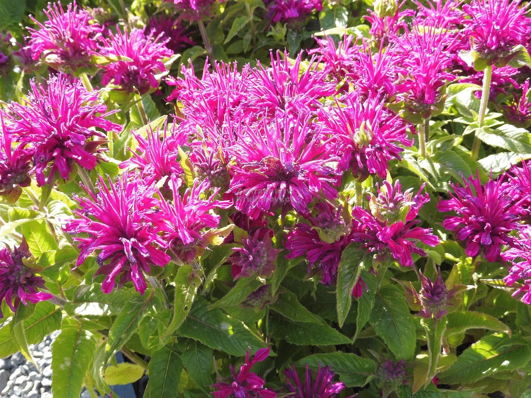 Monarda Sugar Buzz® " Grape Gumball " - monarda, zavinutka Zahradnictví ...