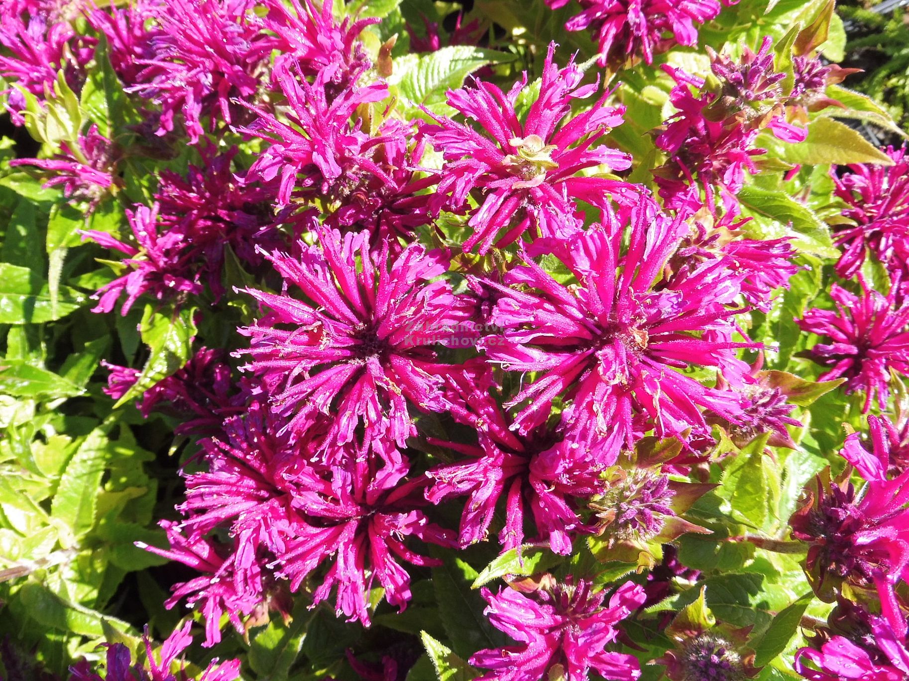 Monarda Sugar Buzz® " Grape Gumball " - monarda, zavinutka Zahradnictví ...