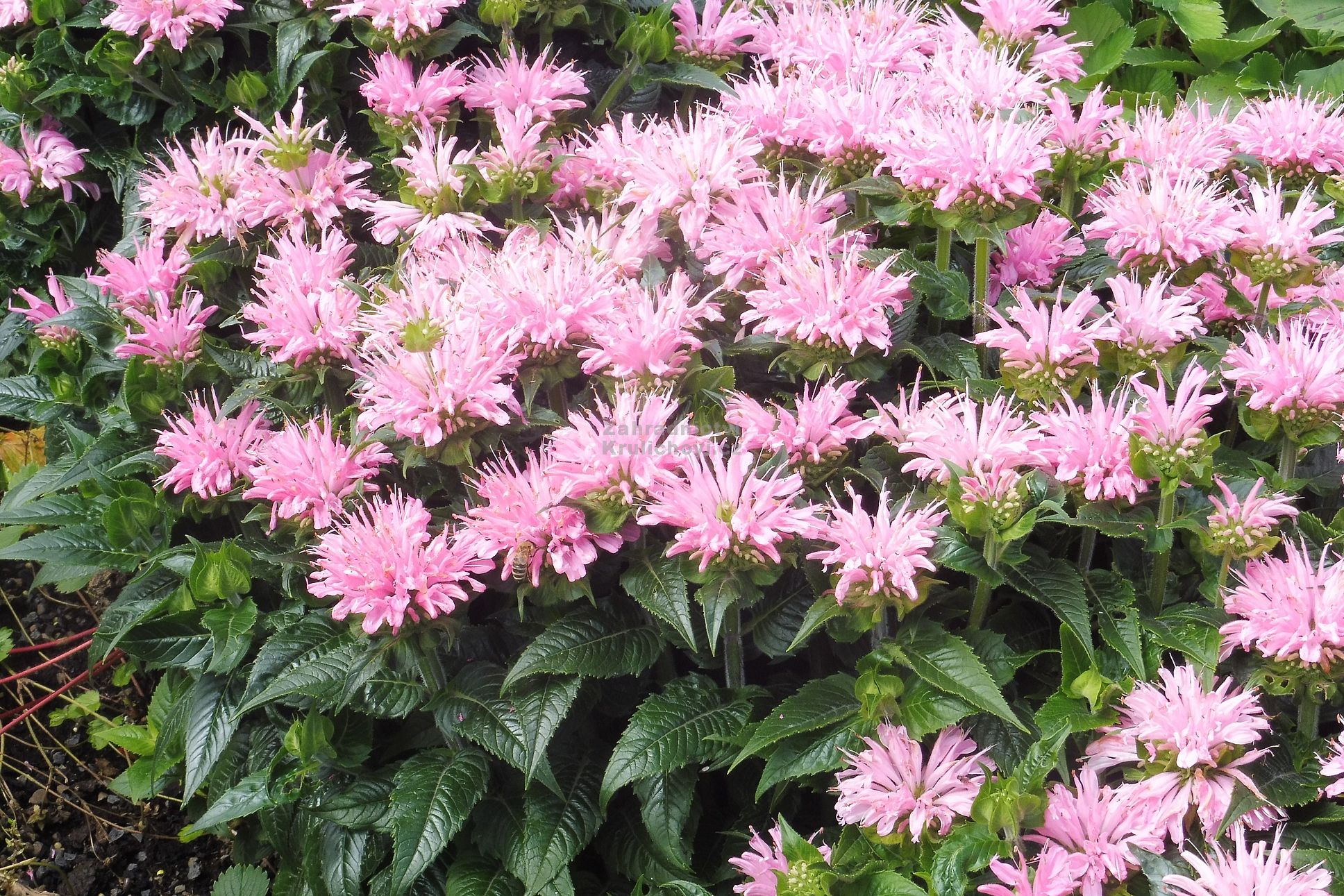 Monarda Sugar Buzz® " Pink Frosting " - monarda, zavinutka Zahradnictví ...