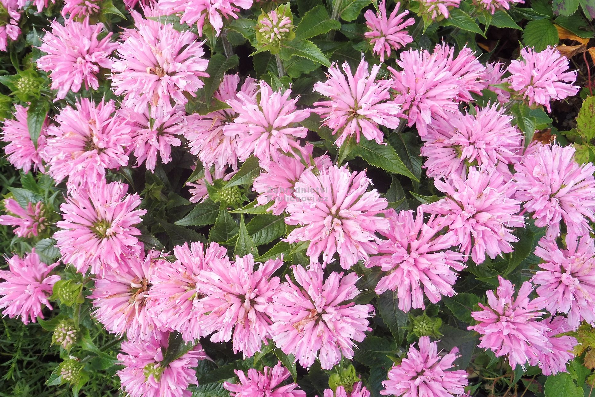 Monarda Sugar Buzz® " Pink Frosting " - monarda, zavinutka Zahradnictví ...