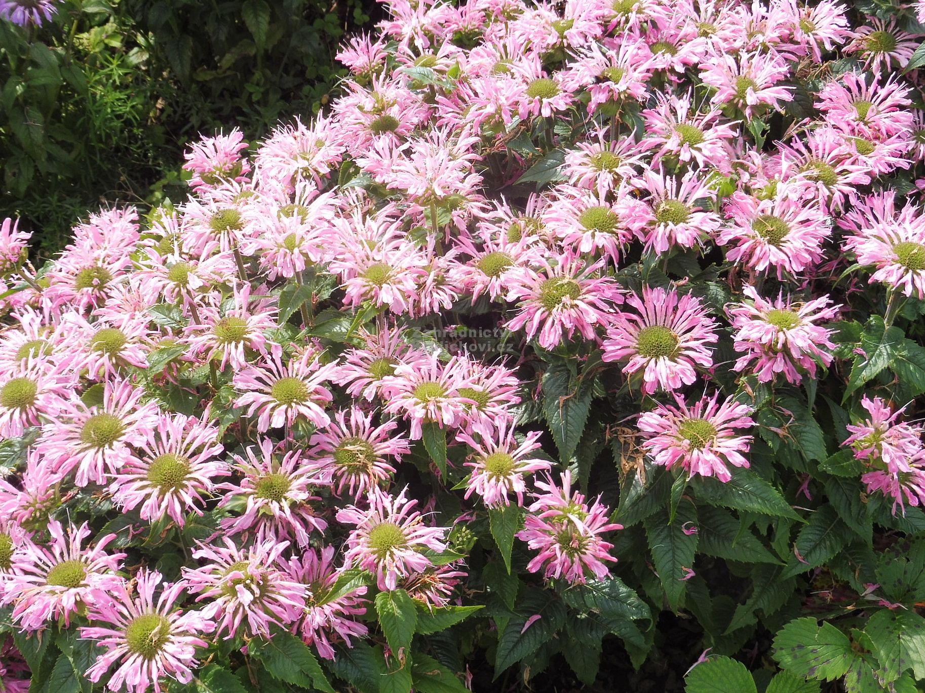Monarda Sugar Buzz® " Pink Frosting " - monarda, zavinutka Zahradnictví ...