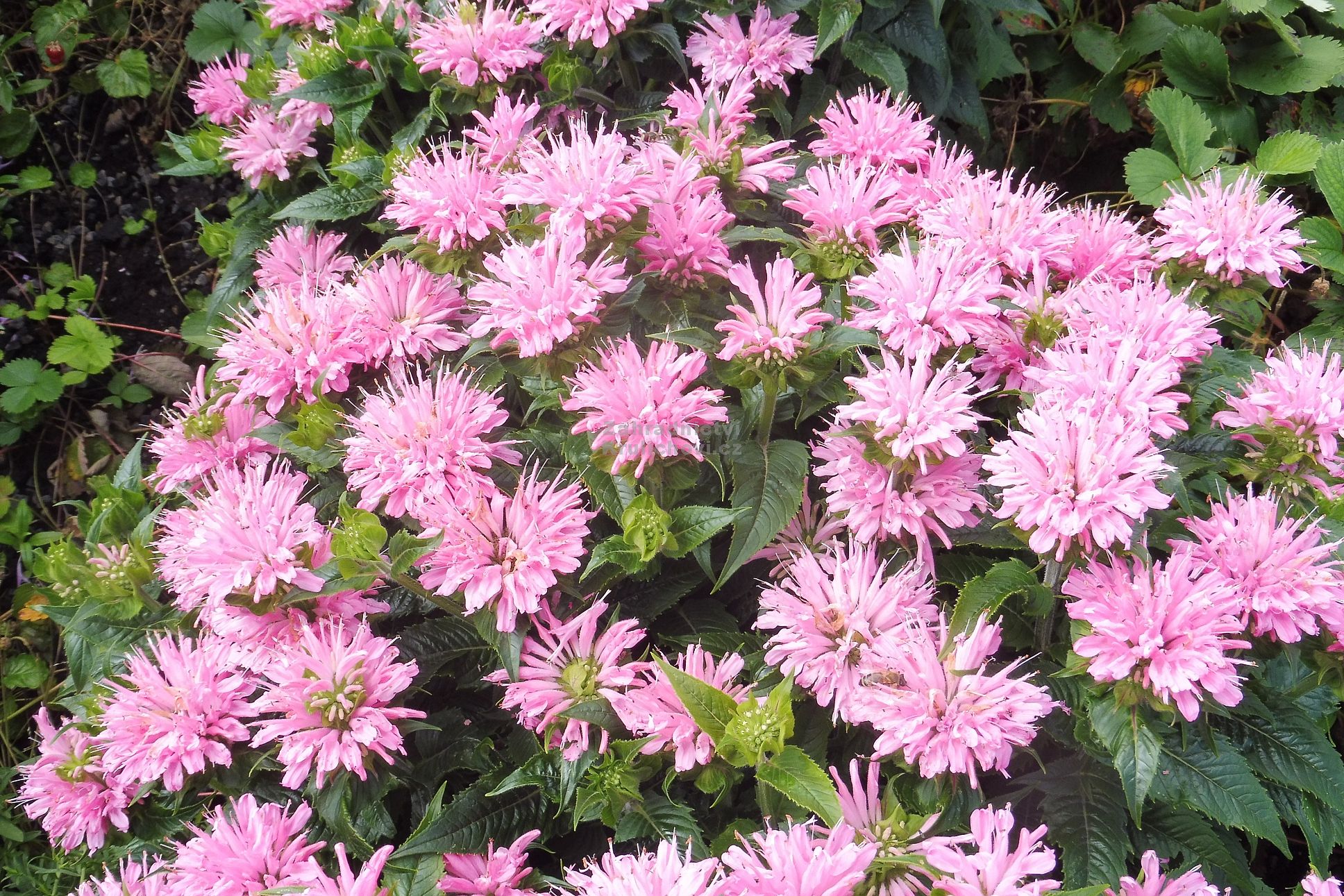 Monarda Sugar Buzz® " Pink Frosting " - monarda, zavinutka Zahradnictví ...