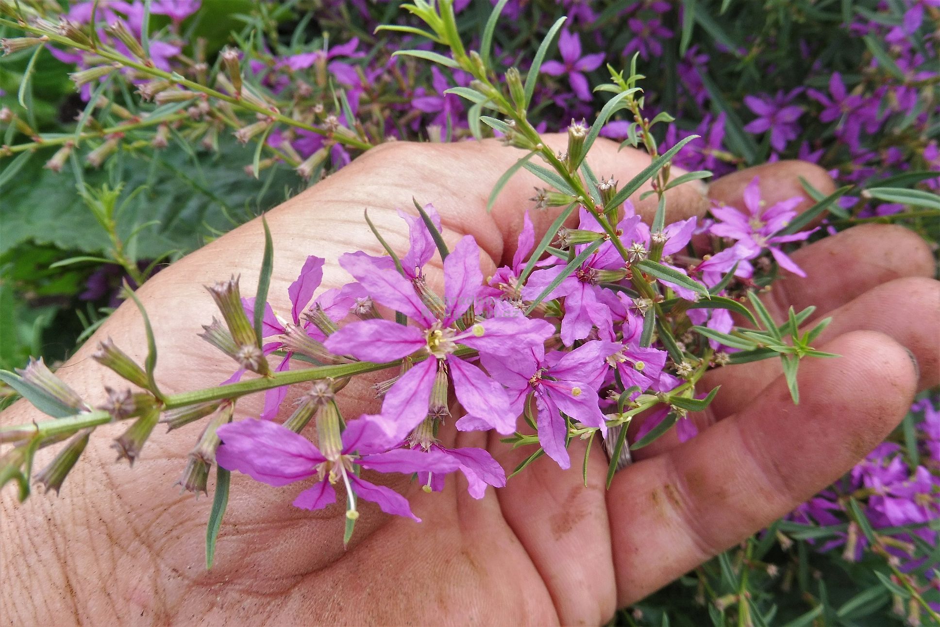 Lythrum virgatum " Swirl " - kyprej Zahradnictví Krulichovi ...