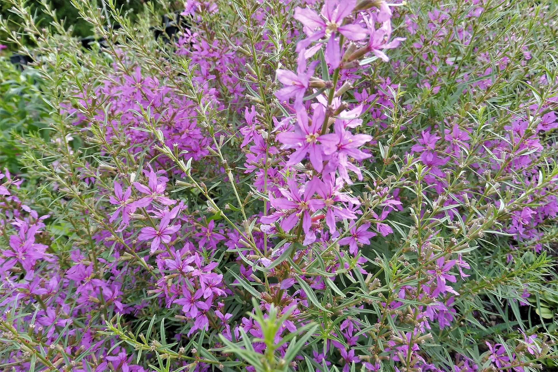 Lythrum virgatum " Swirl " - kyprej Zahradnictví Krulichovi ...