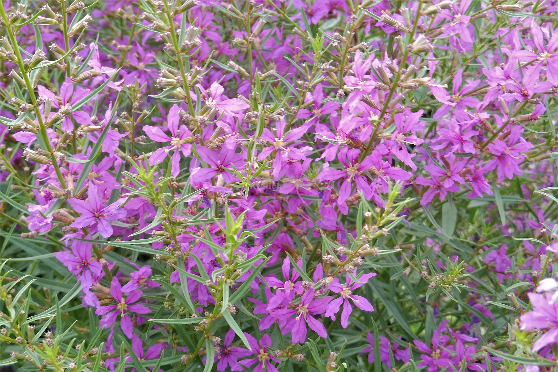 Lythrum virgatum " Swirl " - kyprej Zahradnictví Krulichovi ...