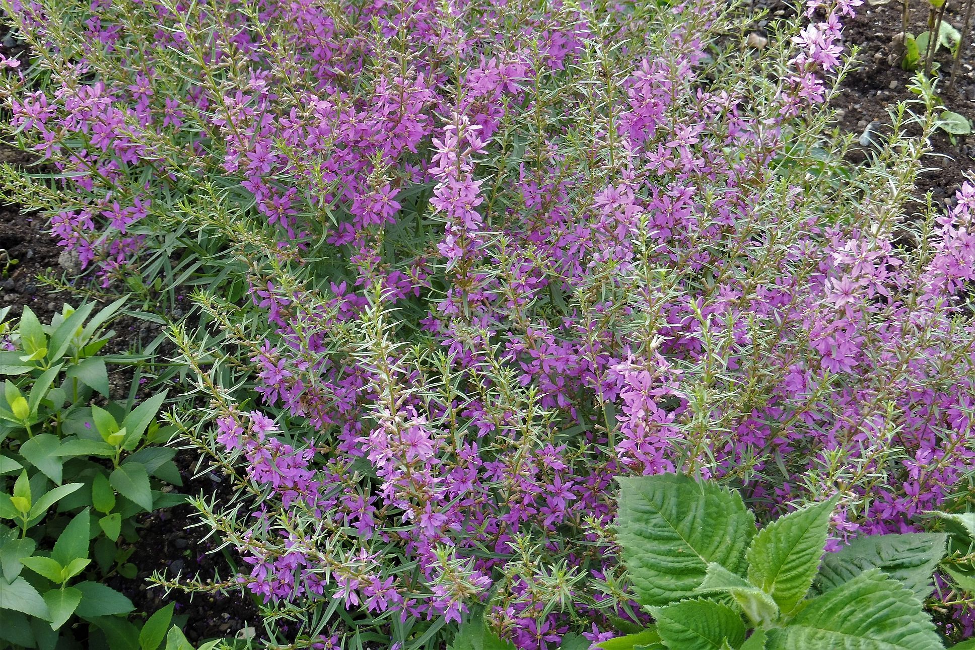 Lythrum virgatum " Swirl " - kyprej Zahradnictví Krulichovi ...