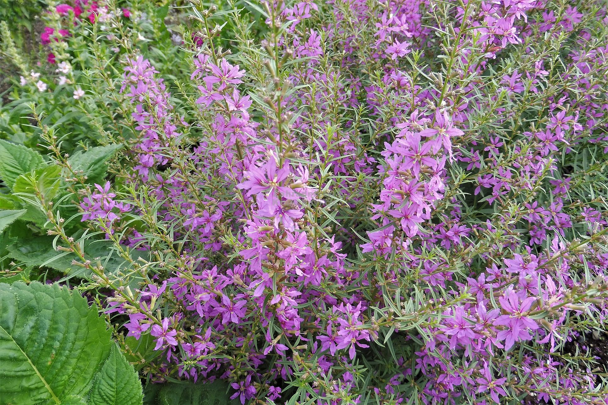 Lythrum virgatum " Swirl " - kyprej Zahradnictví Krulichovi ...