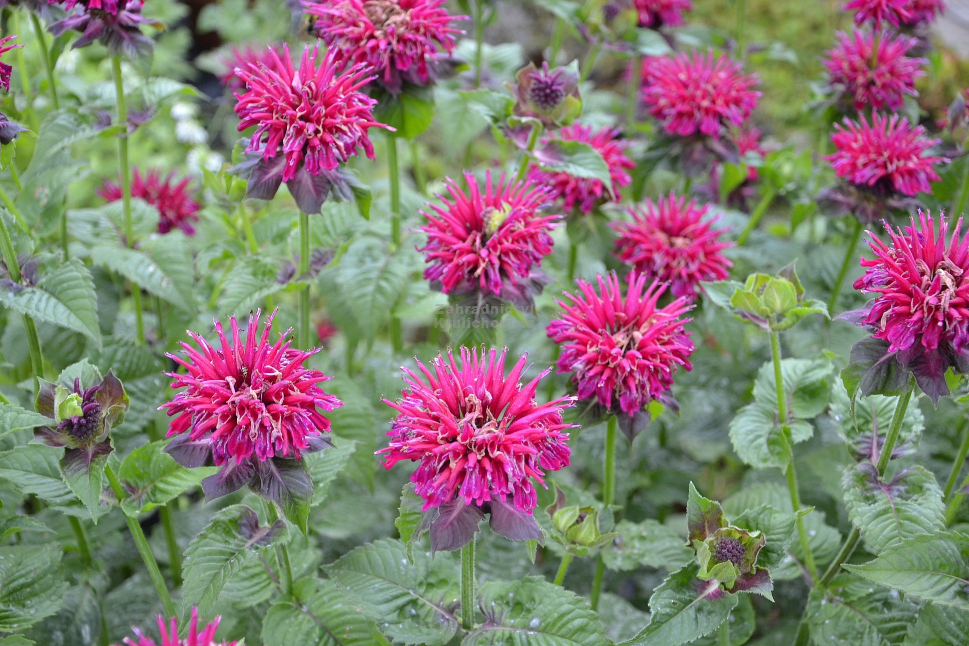 Monarda " Fireball " ® - monarda, zavinutka Zahradnictví Krulichovi ...