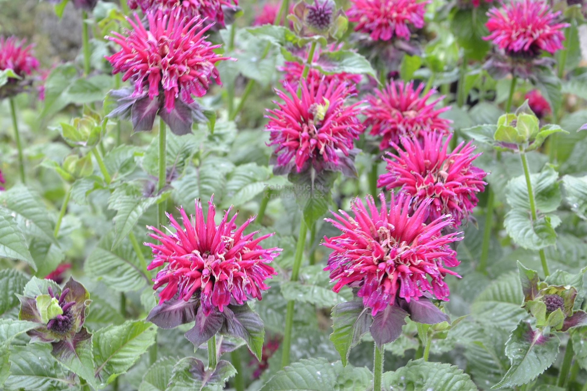 Monarda " Fireball " ® - monarda, zavinutka Zahradnictví Krulichovi ...