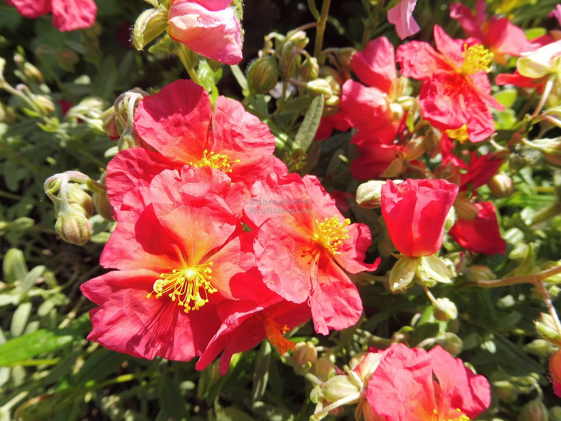 Helianthemum hybridum " Beech Park Red " - devaterník Zahradnictví ...