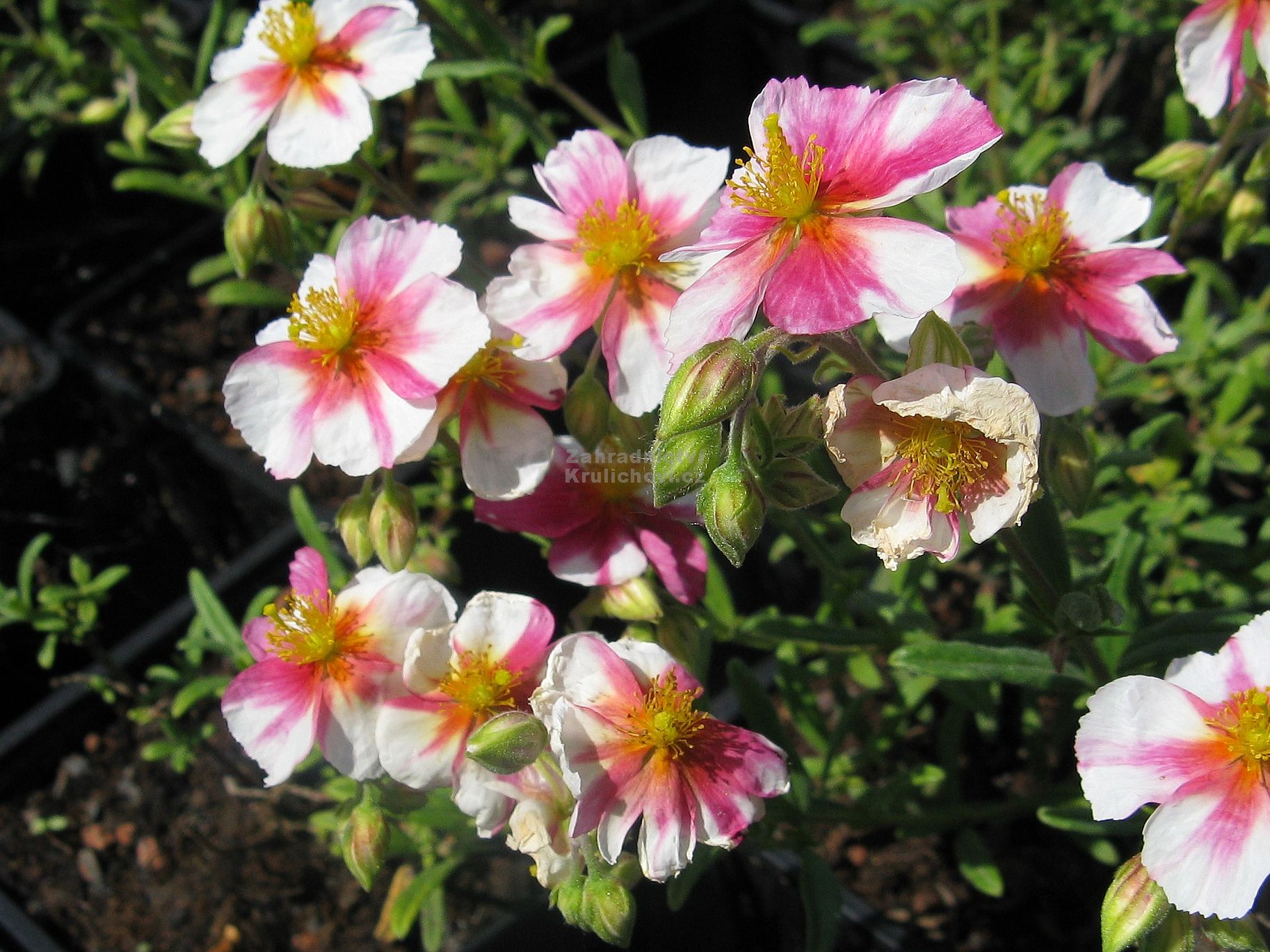 Helianthemum " Raspberry Ripple " - devaterník Zahradnictví Krulichovi ...