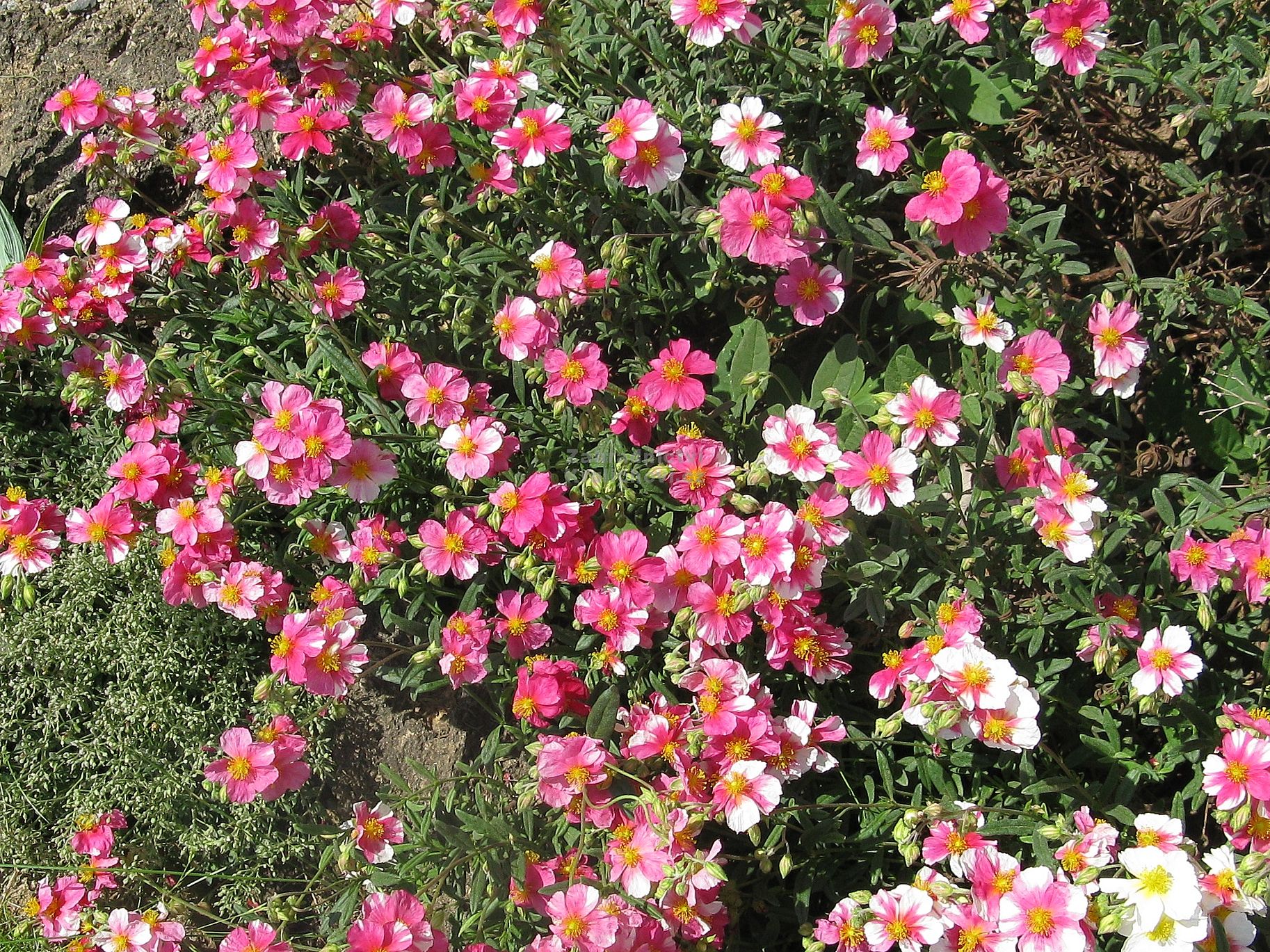 Helianthemum " Raspberry Ripple " - devaterník Zahradnictví Krulichovi ...