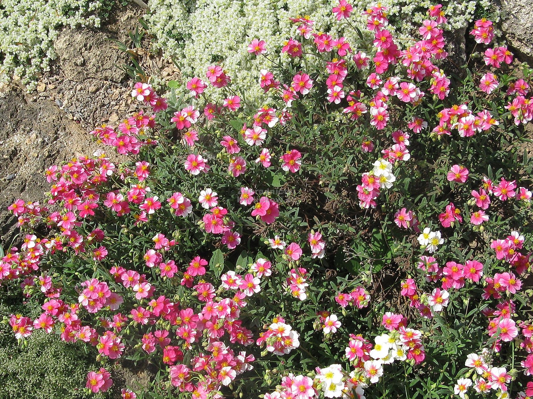 Helianthemum " Raspberry Ripple " - devaterník Zahradnictví Krulichovi ...