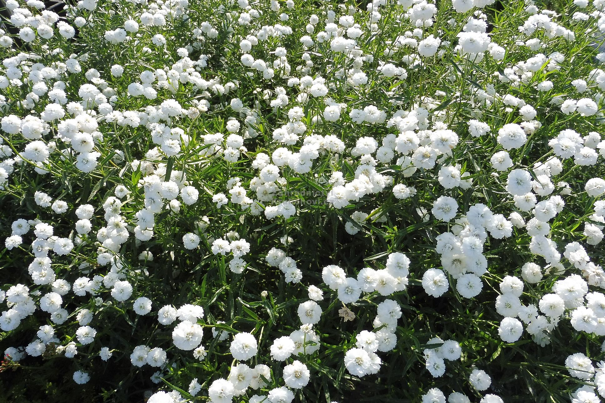 Achillea ptarmica " Peter Cottontail " ® - řebříček bertrám ...