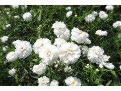 Achillea ptarmica " Peter Cottontail " ® - řebříček bertrám ...