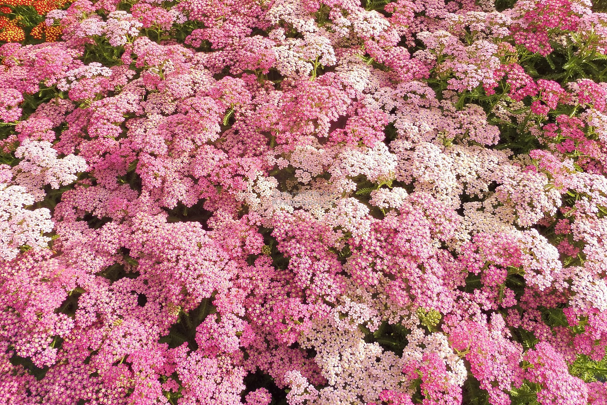 Achillea millefolium " Milly Rock Rose " ® - řebříček, tzv. bylinný ...