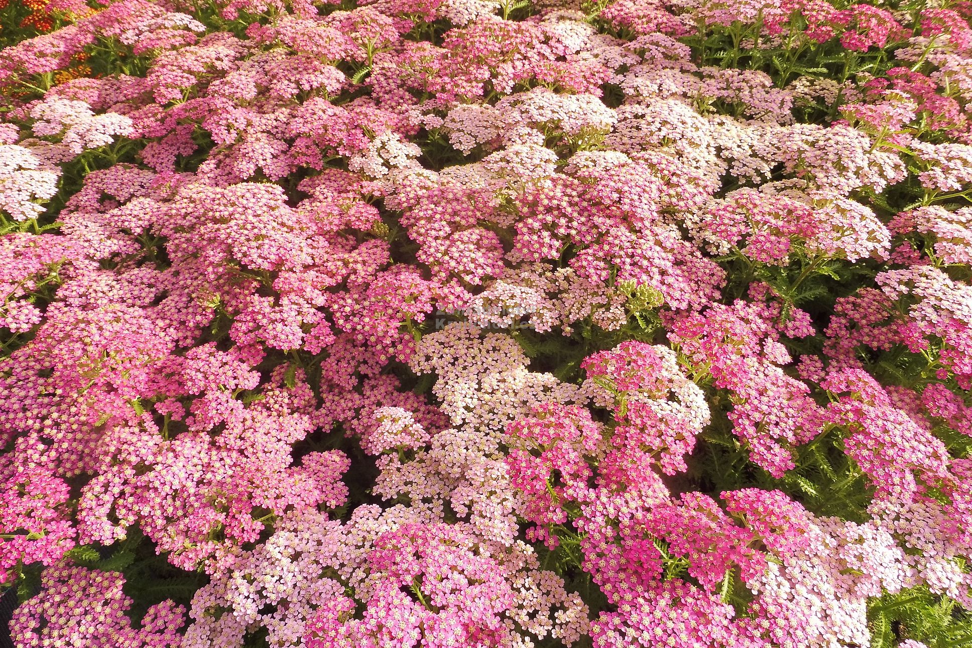 Achillea millefolium " Milly Rock Rose " ® - řebříček, tzv. bylinný ...