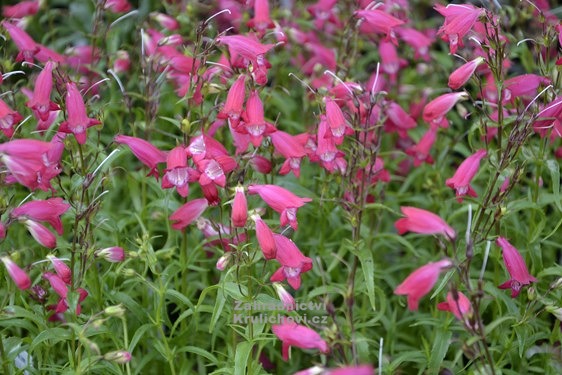 Penstemon x mexicalli " Carillo Red " - dračík Zahradnictví Krulichovi ...