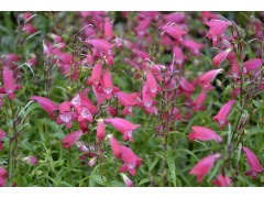 Penstemon x mexicalli " Carillo Red " - dračík Zahradnictví Krulichovi ...