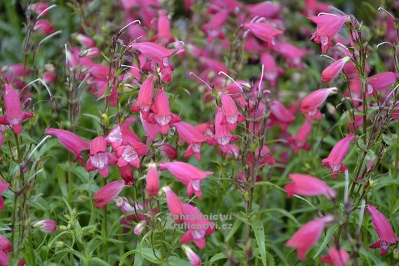 Penstemon x mexicalli " Carillo Red " - dračík Zahradnictví Krulichovi ...