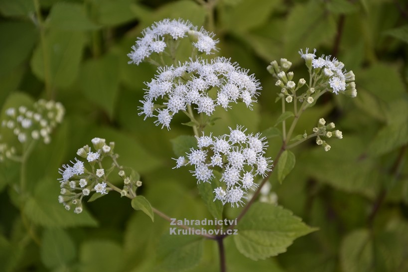 Eupatorium aromaticum ( syn. Ageratina aromatica ) - sadec, anglicky ...