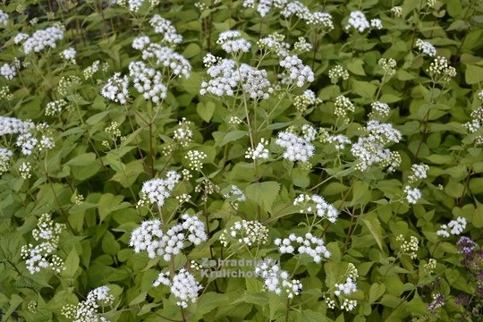 Eupatorium aromaticum ( syn. Ageratina aromatica ) - sadec, anglicky ...
