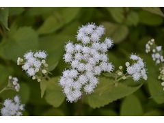 Eupatorium aromaticum ( syn. Ageratina aromatica ) - sadec, anglicky ...