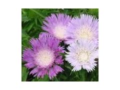 Stokesia laevis " Colorwheel " ® - stokésie Zahradnictví Krulichovi ...