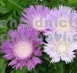 Stokesia laevis " Colorwheel " ® - stokésie Zahradnictví Krulichovi ...