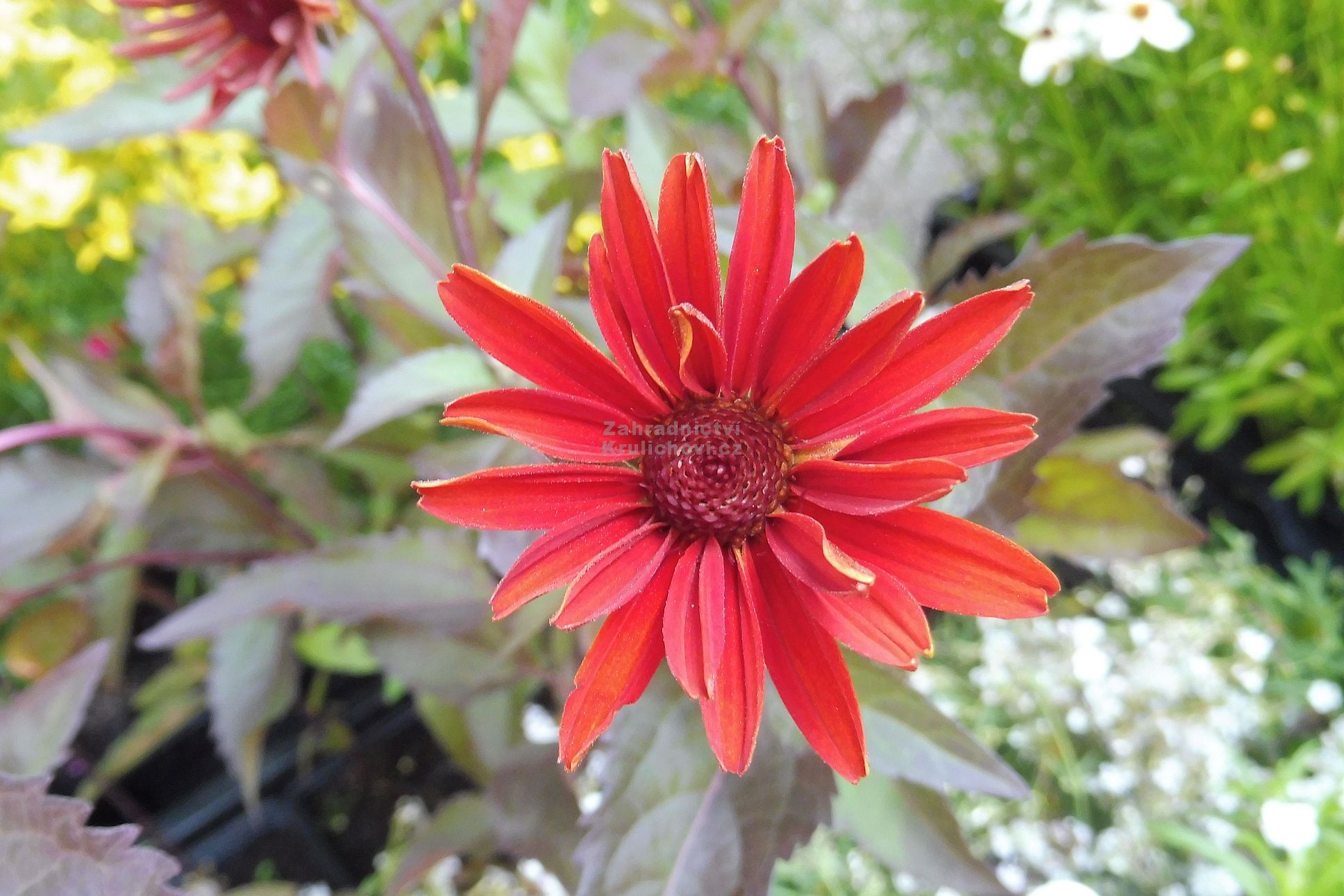Heliopsis helianthoides var. scabra " Fire Twister " - janeba ...