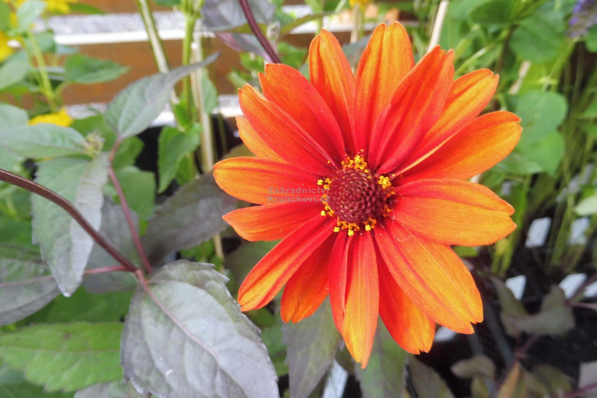 Heliopsis helianthoides var. scabra " Fire Twister " - janeba ...