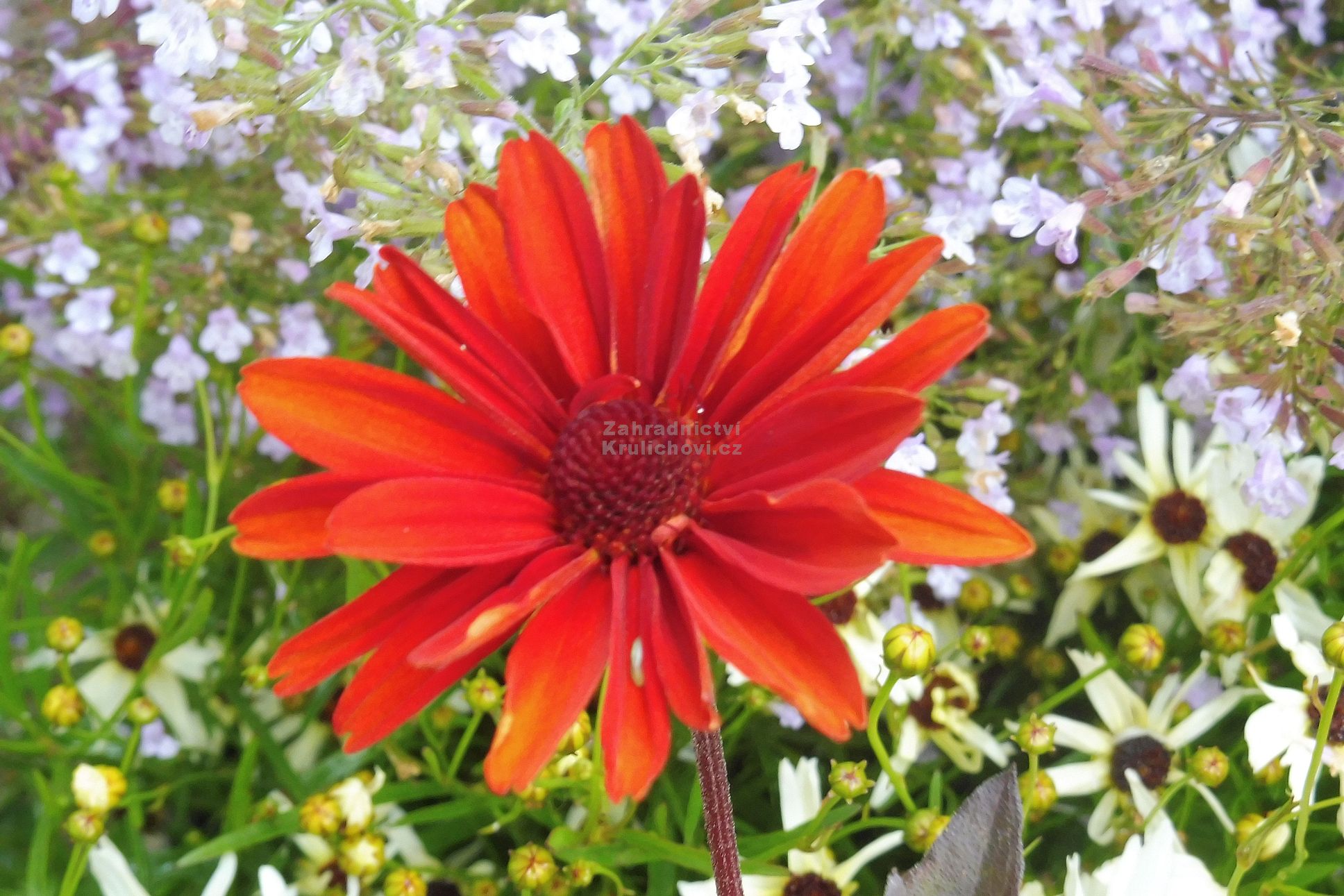 Heliopsis helianthoides var. scabra " Fire Twister " - janeba ...