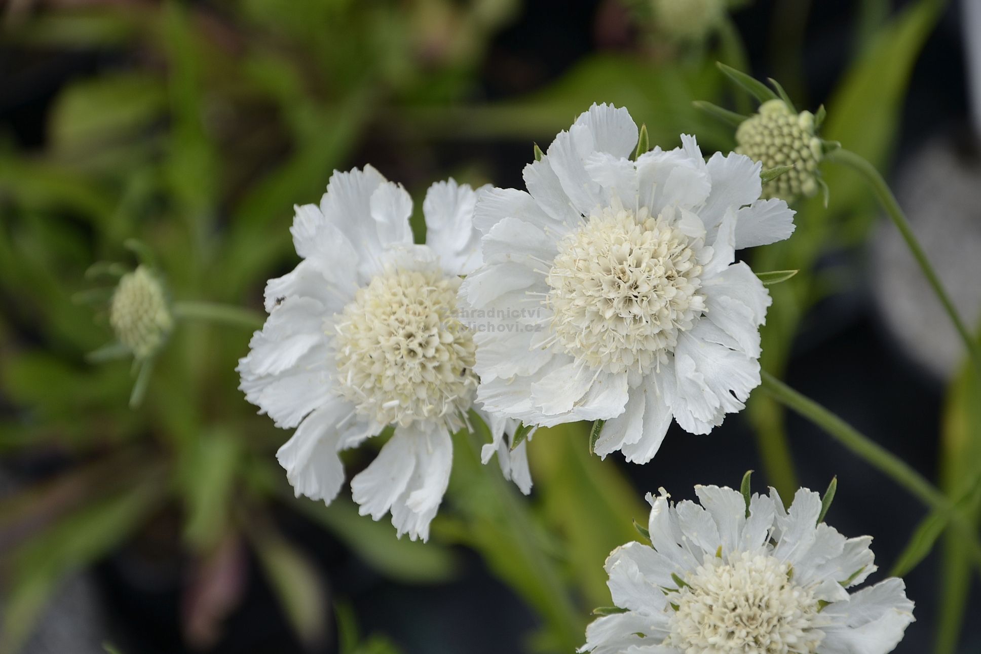 Scabiosa caucasica " Miss Willmont " - hlaváč kavkazský Zahradnictví ...