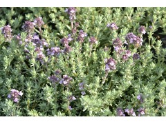 Thymus richardii " Peter Davis " - tymián Zahradnictví Krulichovi ...