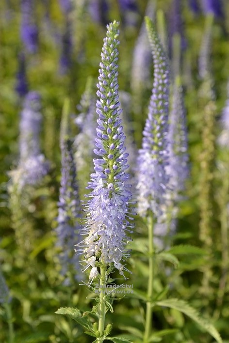 Veronica ( Pseudolysimachion ) longifolia " Lilac Fantasy " - rozrazil ...