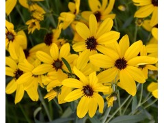 Coreopsis verticillata " Imperial Sun " ® - krásnoočko Zahradnictví ...