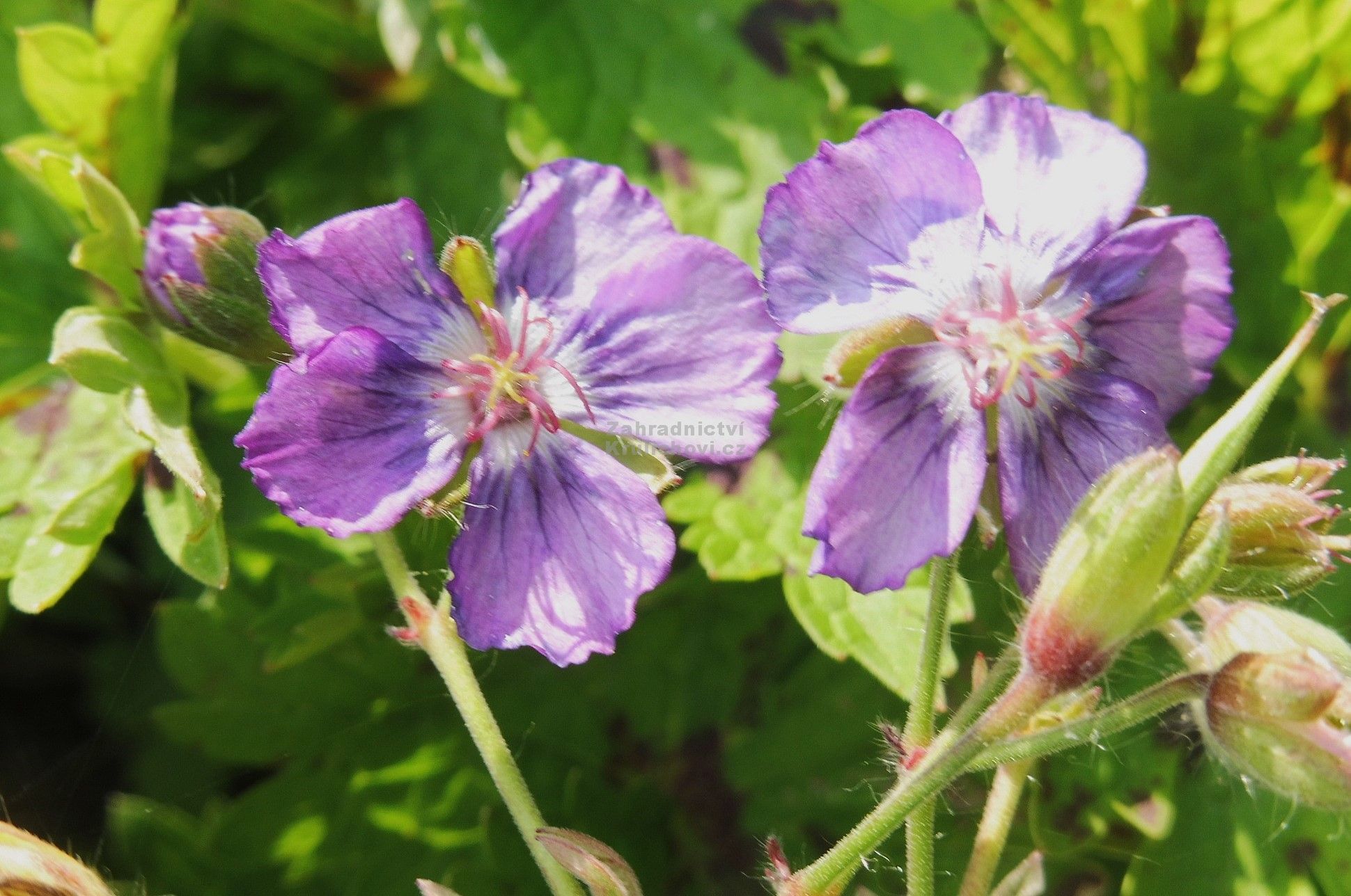 Geranium phaeum " Censation™ Kora " - kakost Zahradnictví Krulichovi ...