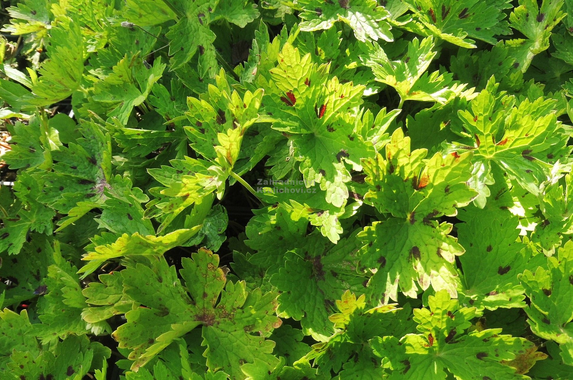 Geranium phaeum " Censation™ Kora " - kakost Zahradnictví Krulichovi ...