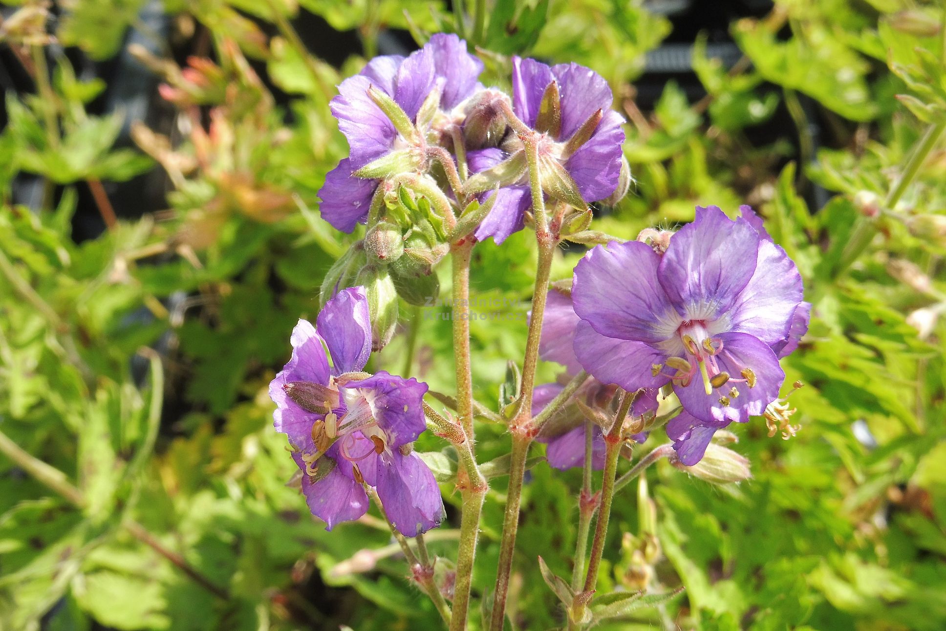 Geranium phaeum " Censation™ Kora " - kakost Zahradnictví Krulichovi ...