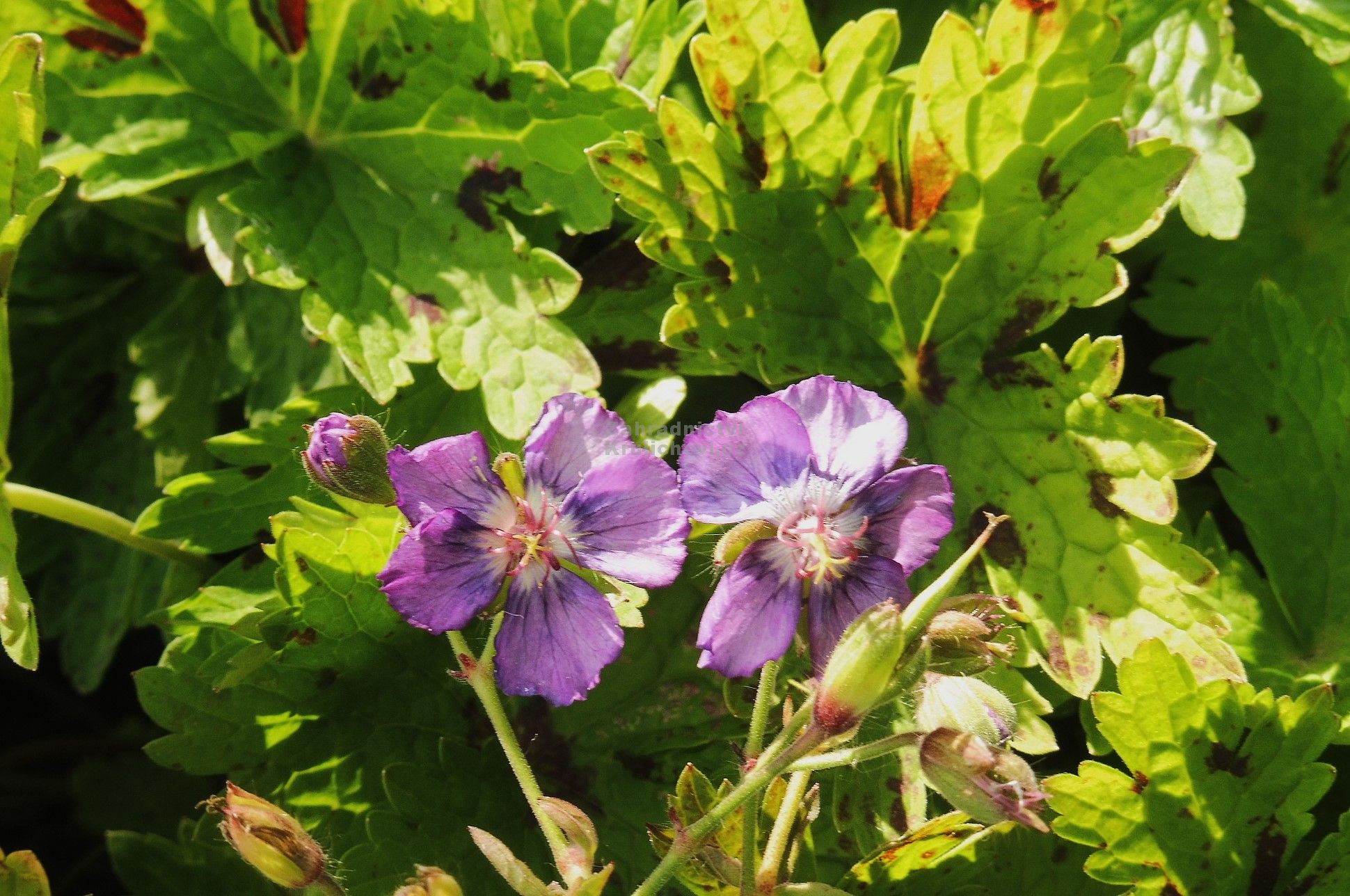 Geranium phaeum " Censation™ Kora " - kakost Zahradnictví Krulichovi ...