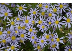 Aster " Eleven Purple" ® - astra, hvězdnice Zahradnictví Krulichovi ...