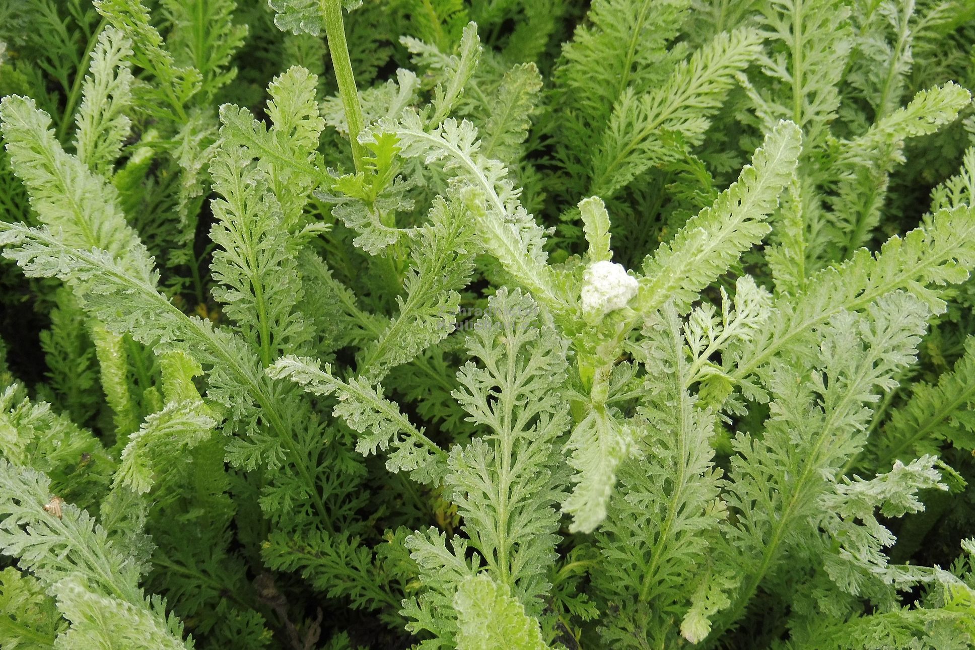 Achillea " Anthea " ® - řebříček Zahradnictví Krulichovi - zahradnictví ...