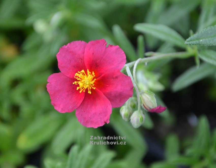 Helianthemum " Hartswood Ruby " - devaterník Zahradnictví Krulichovi ...