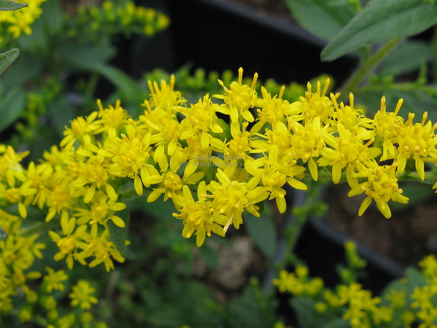 Solidago rugosa " Fireworks " - zlatobýl Zahradnictví Krulichovi ...